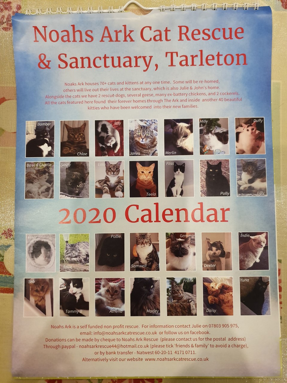 Noahs Ark Cat Rescue and Sanctuary – Caring for disabled, abused ...